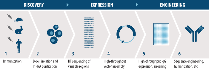 Custom Rabbit Monoclonal Antibody Production
